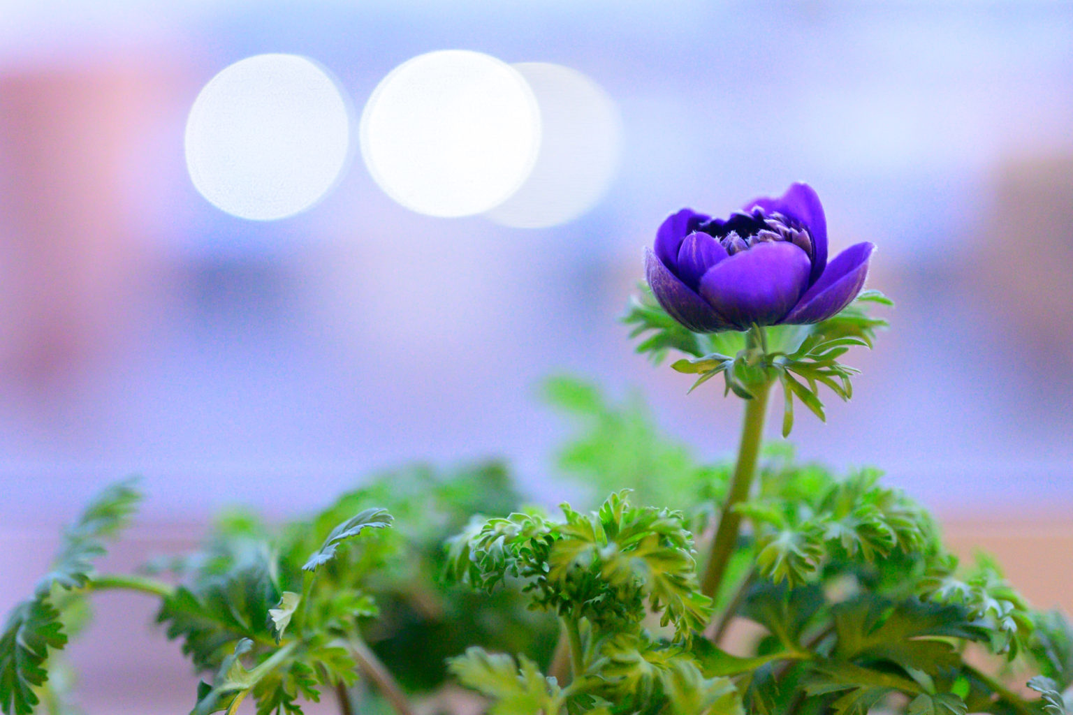 Emi Masuda Photo Works – 増田えみ写真事務所 京都・料理写真・メニュー撮影・出張撮影・女性カメラマン