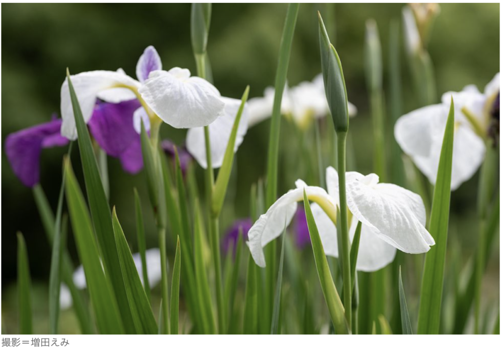 Emi Masuda Photo Works – 増田えみ写真事務所 京都・料理写真・メニュー撮影・出張撮影・女性カメラマン