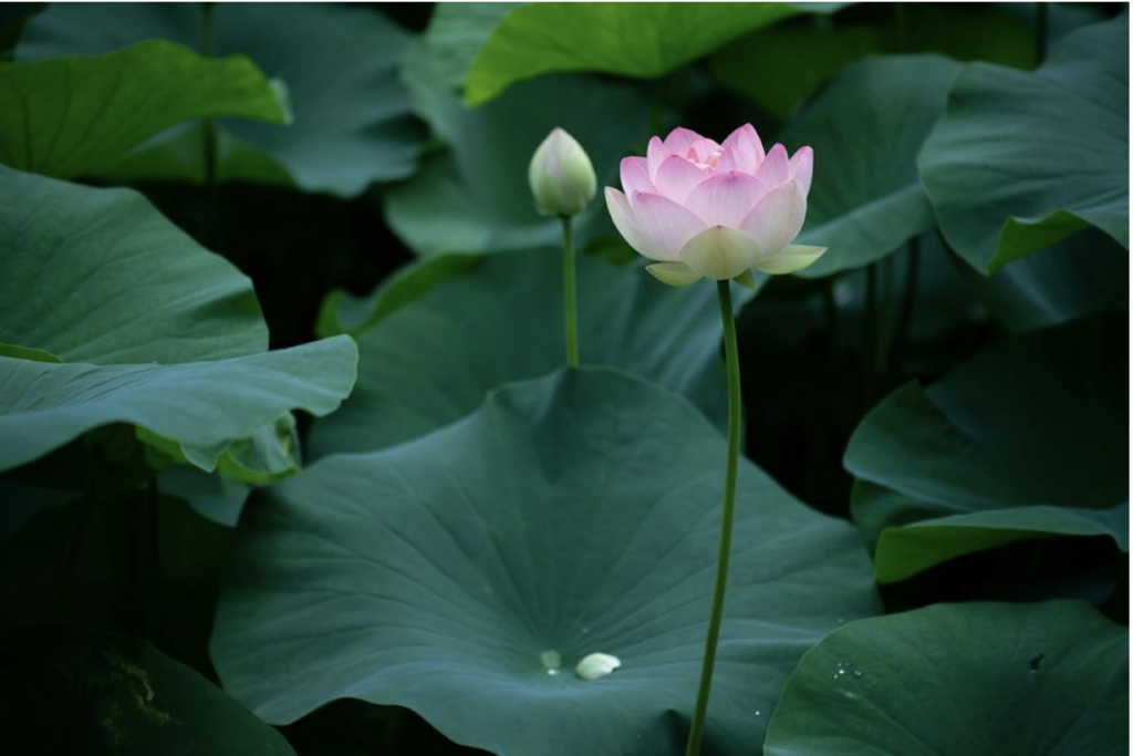 Emi Masuda Photo Works – 増田えみ写真事務所 京都・料理写真・メニュー撮影・出張撮影・女性カメラマン